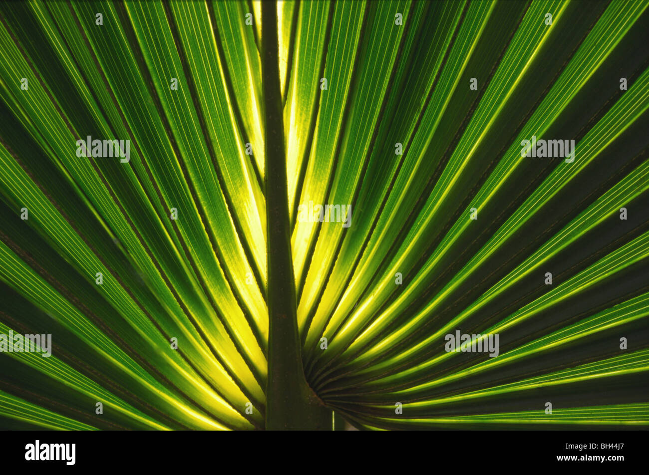 Radiating lines hi-res stock photography and images - Alamy