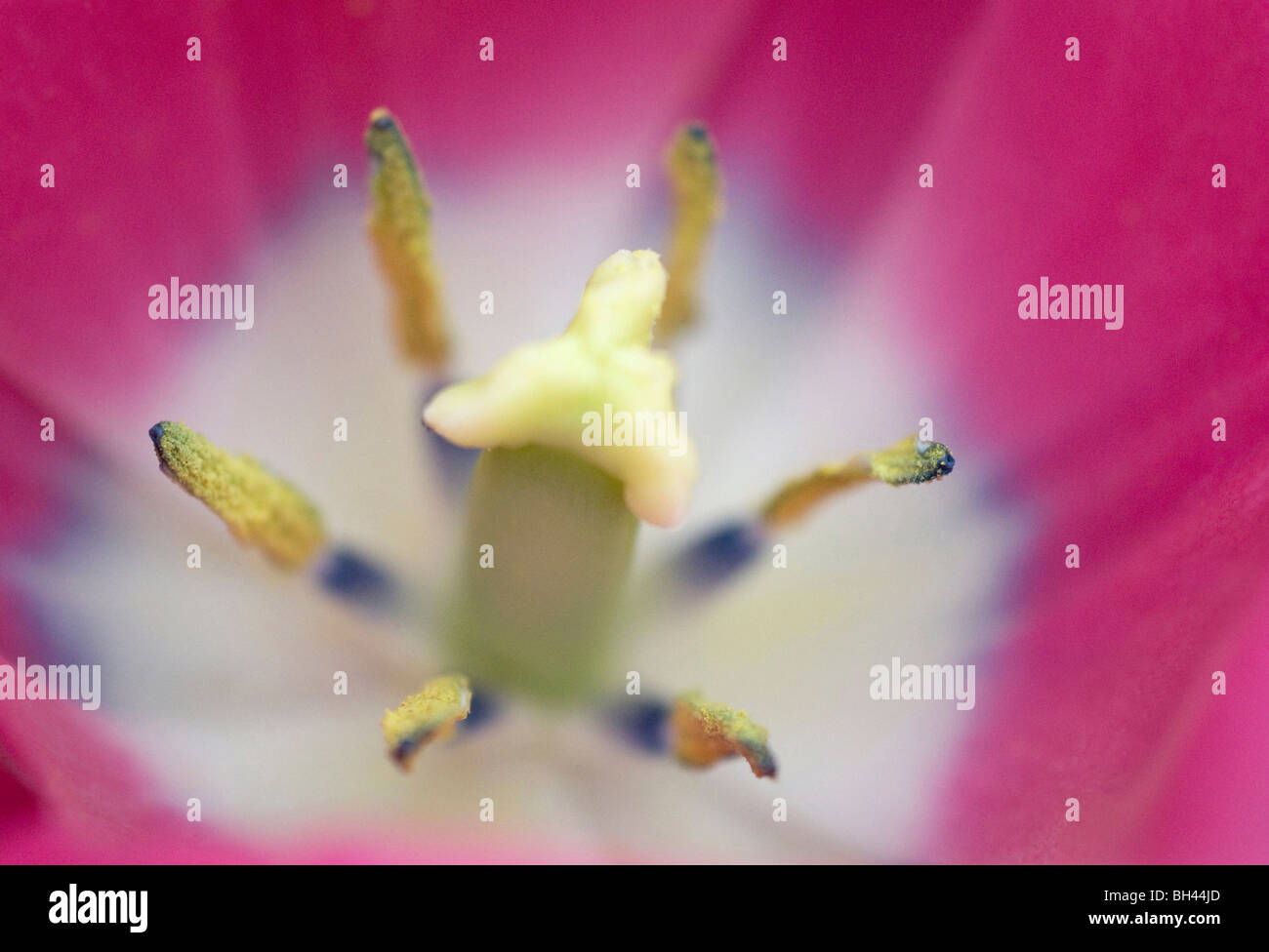 Close up of inside of tulip flower showing stamens Stock Photo - Alamy