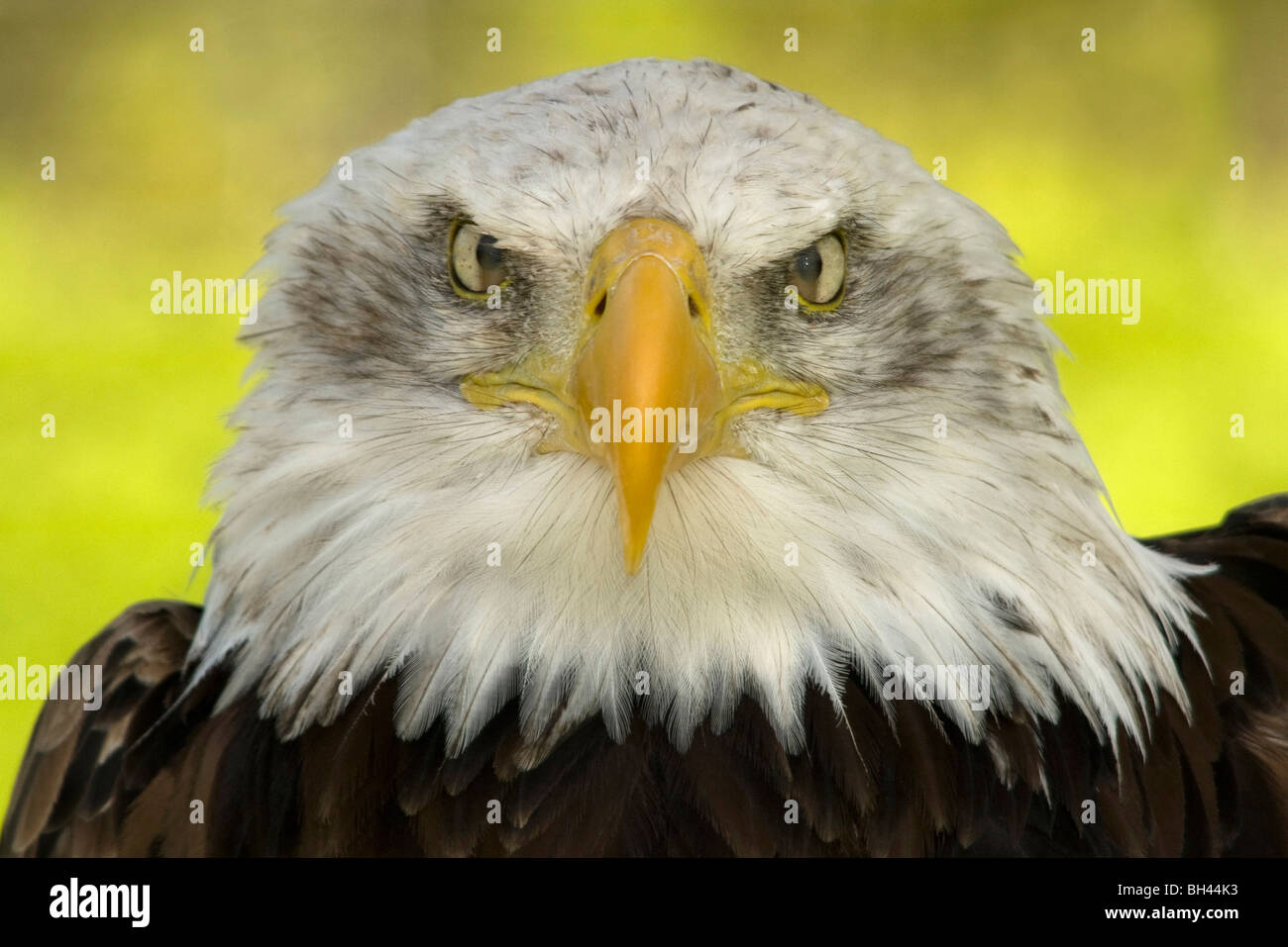 Bald eagle (Haliaeetus leucocephalus) full face Stock Photo - Alamy