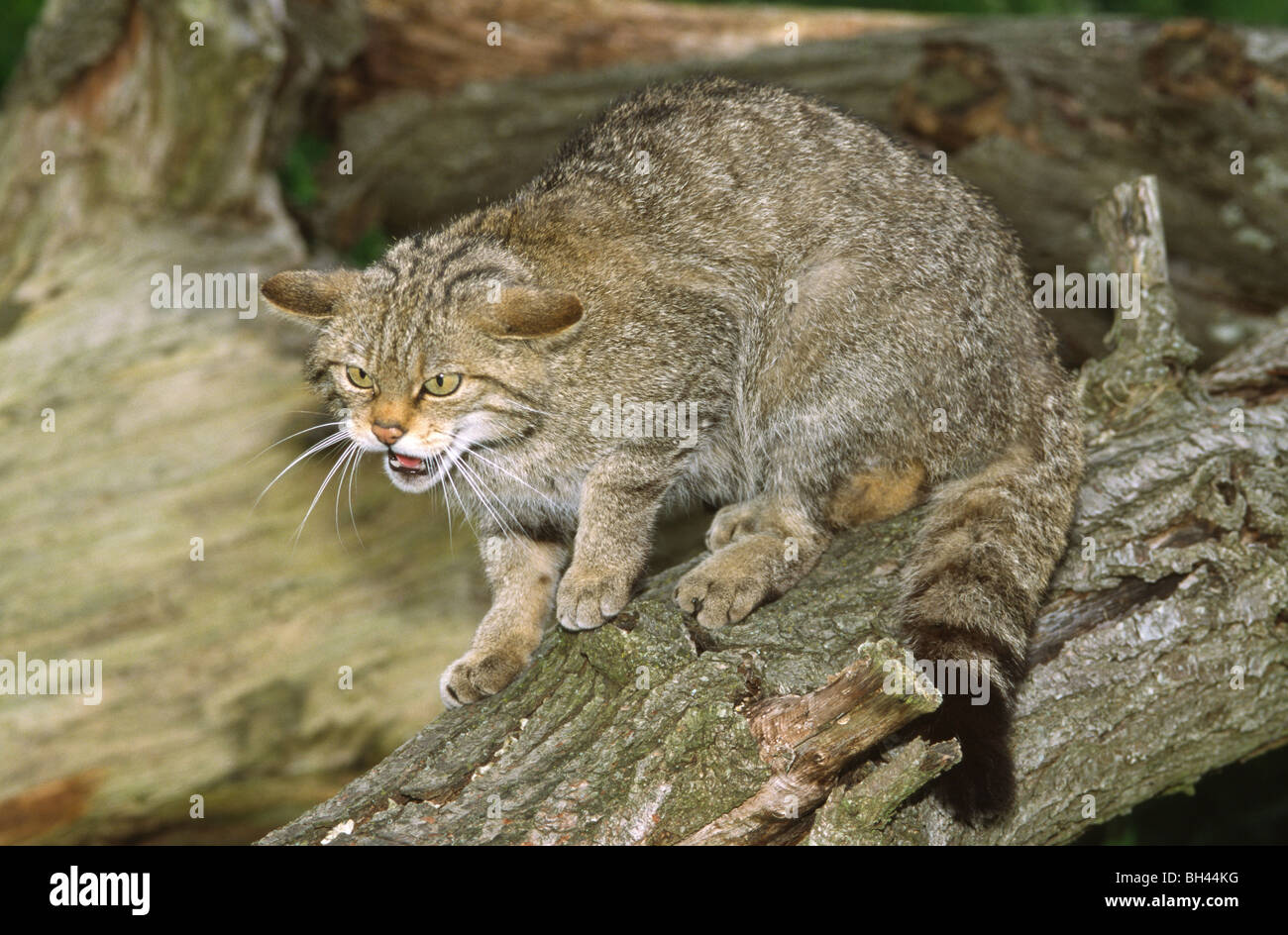 Female wildcat (Felis sylvestris) sitting on log snarling. Captive ...