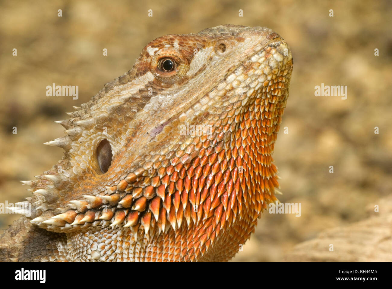 Bearded dragon (Pogona vitticeps) close up of head Stock Photo - Alamy