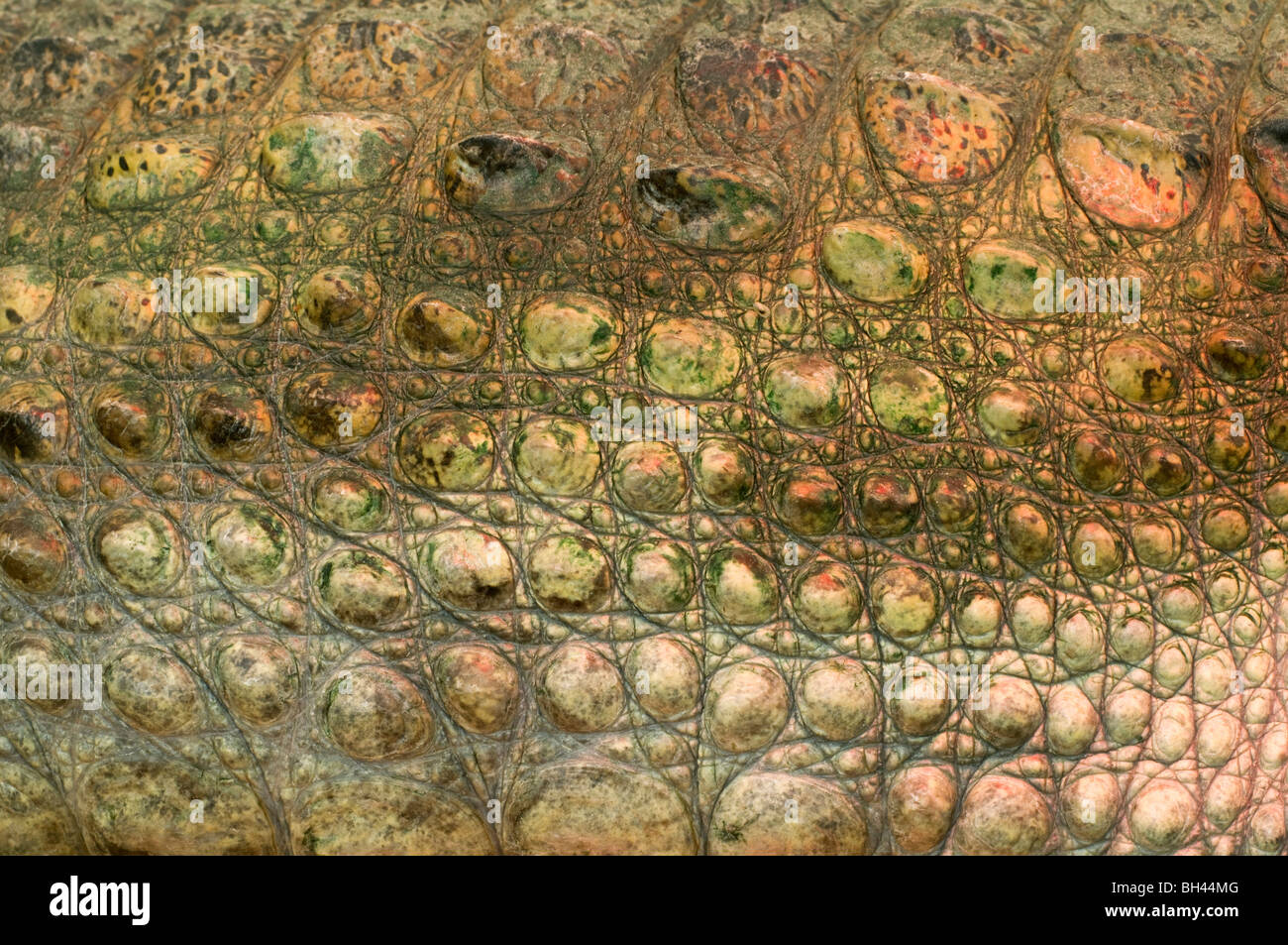 Caiman (Caiman crocodilus) close up of warty skin texture Stock Photo ...