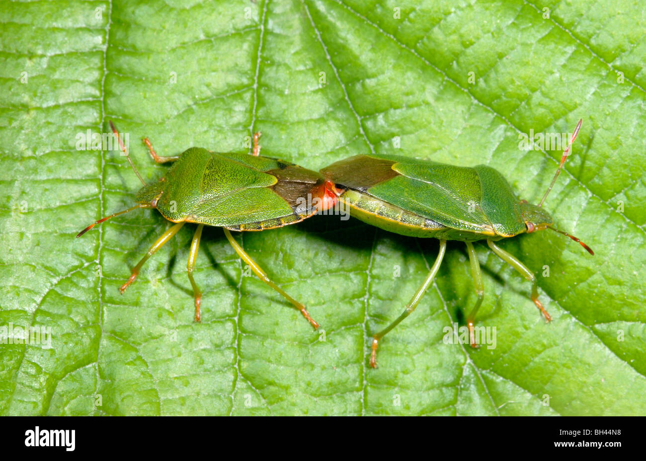 Mating shieldbugs on leaf hi-res stock photography and images - Alamy