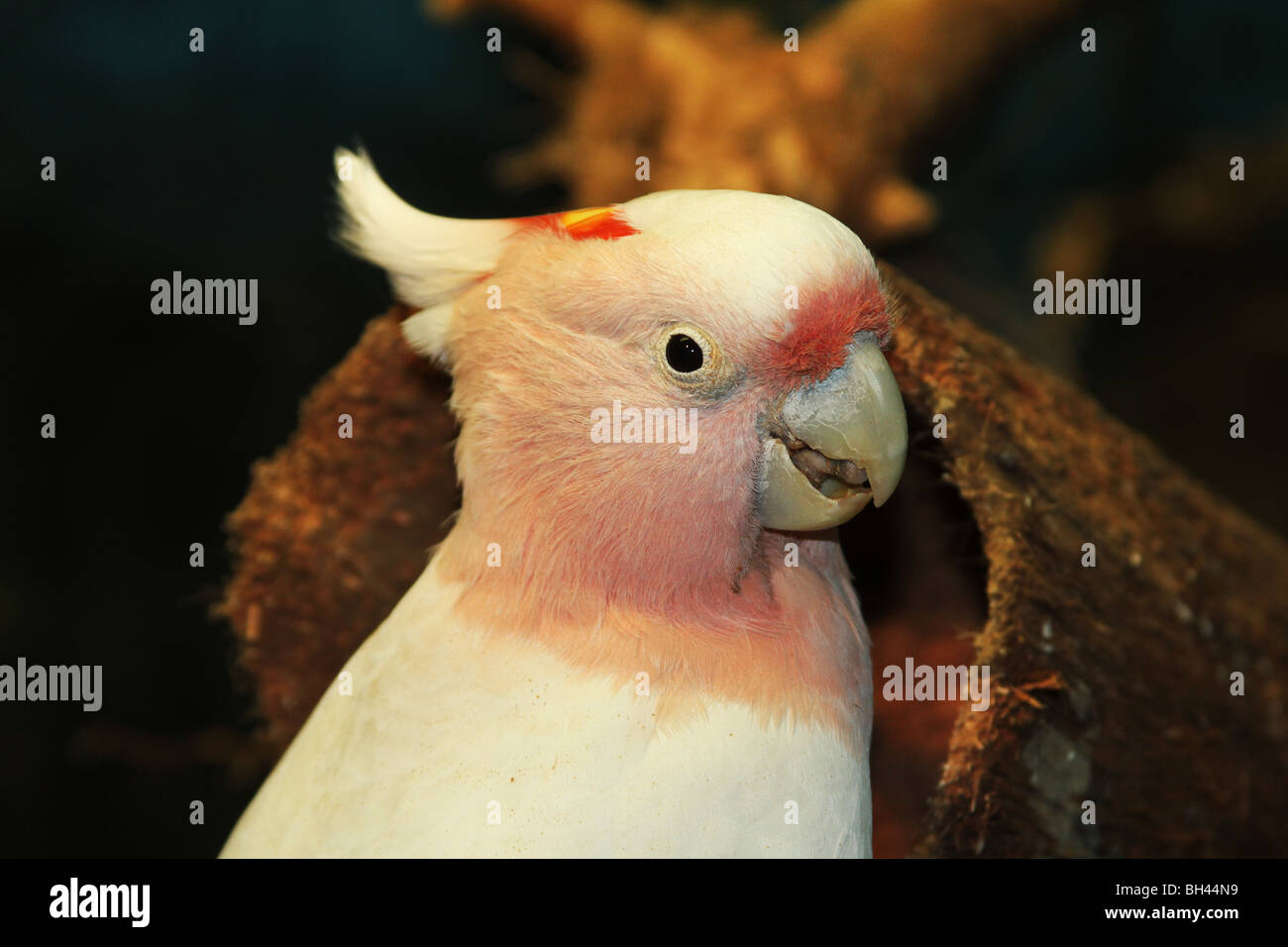Cockatoo close up hi-res stock photography and images - Alamy