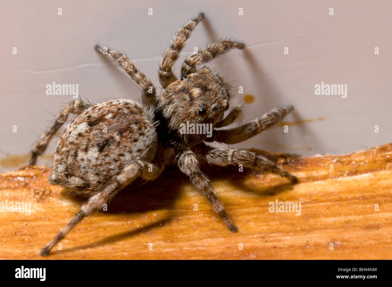 House spiders hi-res stock photography and images - Alamy