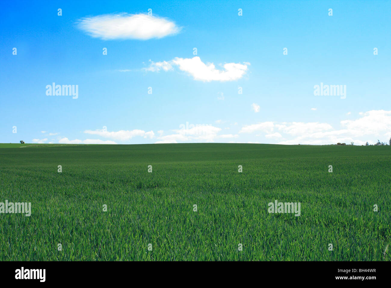 Large field of young wheat growing under a bright blue sky on Black ...