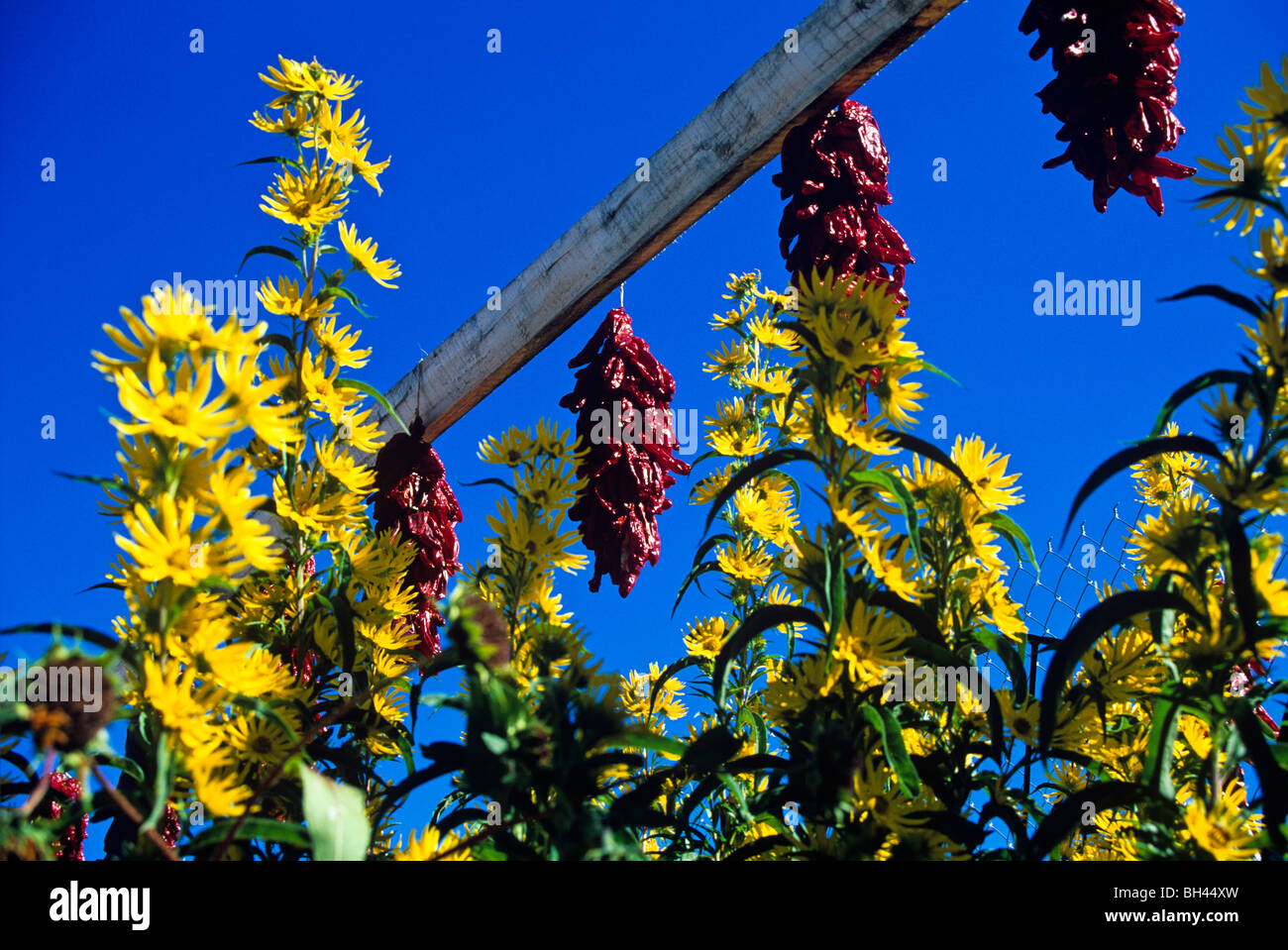 Chile ristra and sunflowers Santa Fe New Mexico USA Stock Photo - Alamy