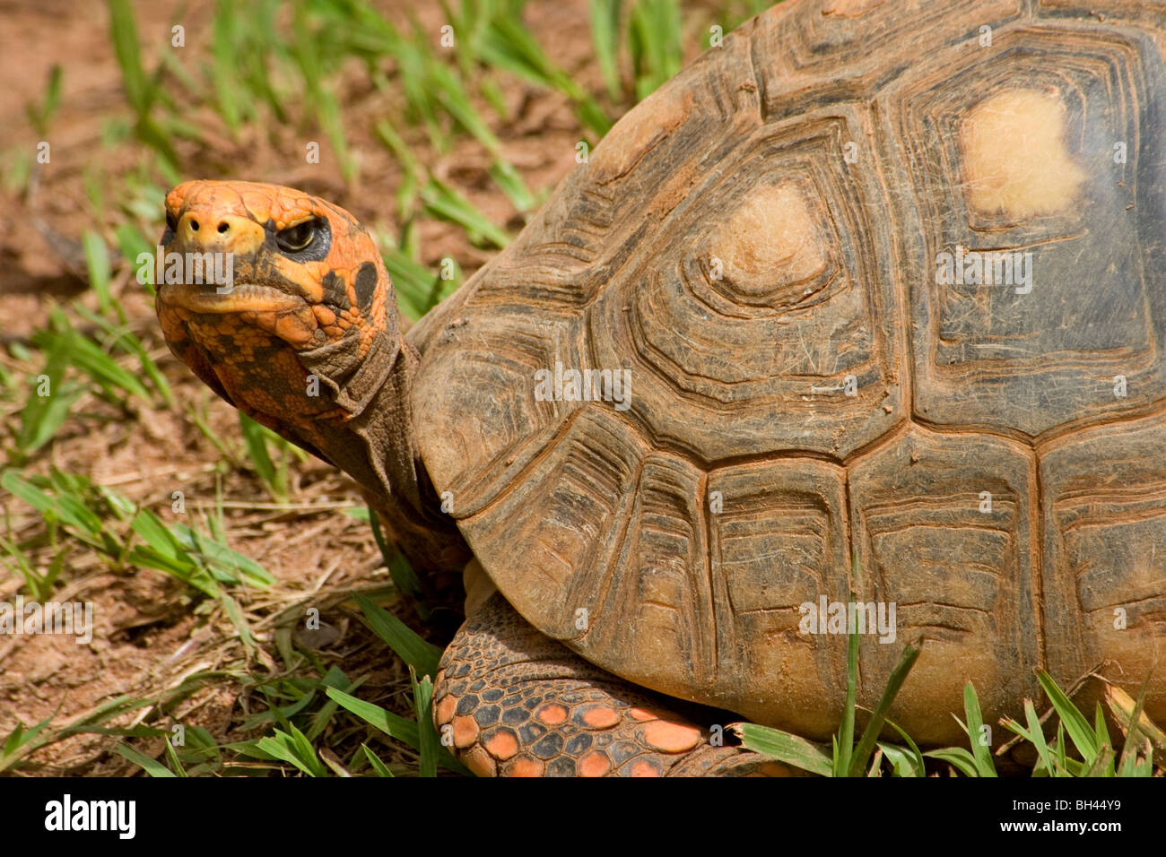 Turtle foot hi-res stock photography and images - Alamy