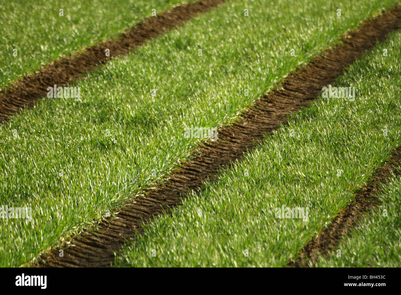 Tractor tire marks grass hi-res stock photography and images - Alamy