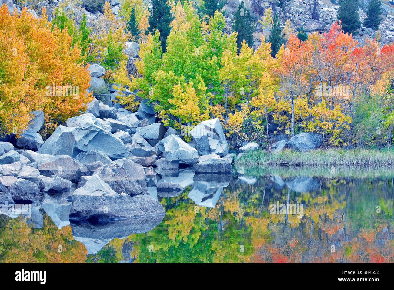 Cardinal Pond with fall colored aspens. Bishop Canyon. California Stock ...