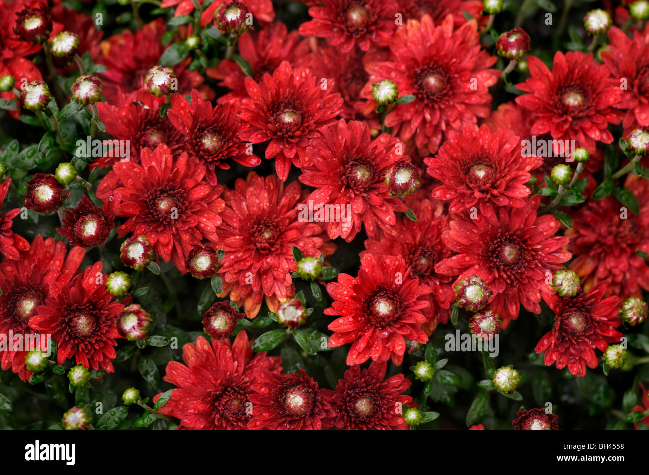 Fall mums fall flower hi-res stock photography and images - Alamy