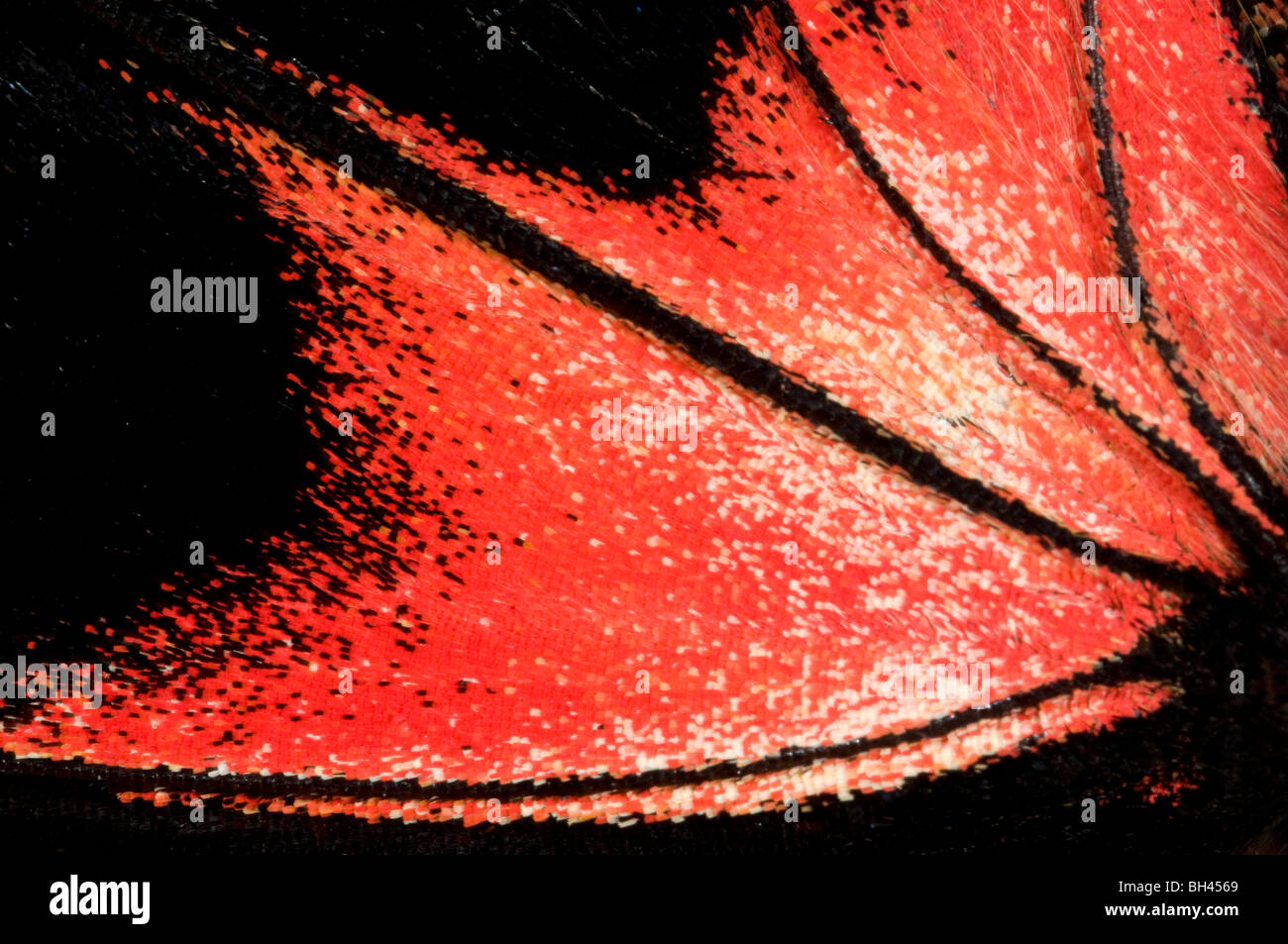 Root section of upper wing of scarlet mormon butterfly (Papilio ...