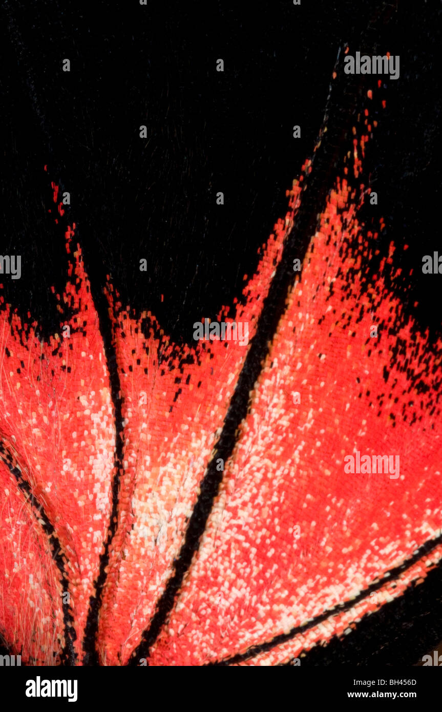 Root section of upper wing of scarlet mormon butterfly (Papilio ...
