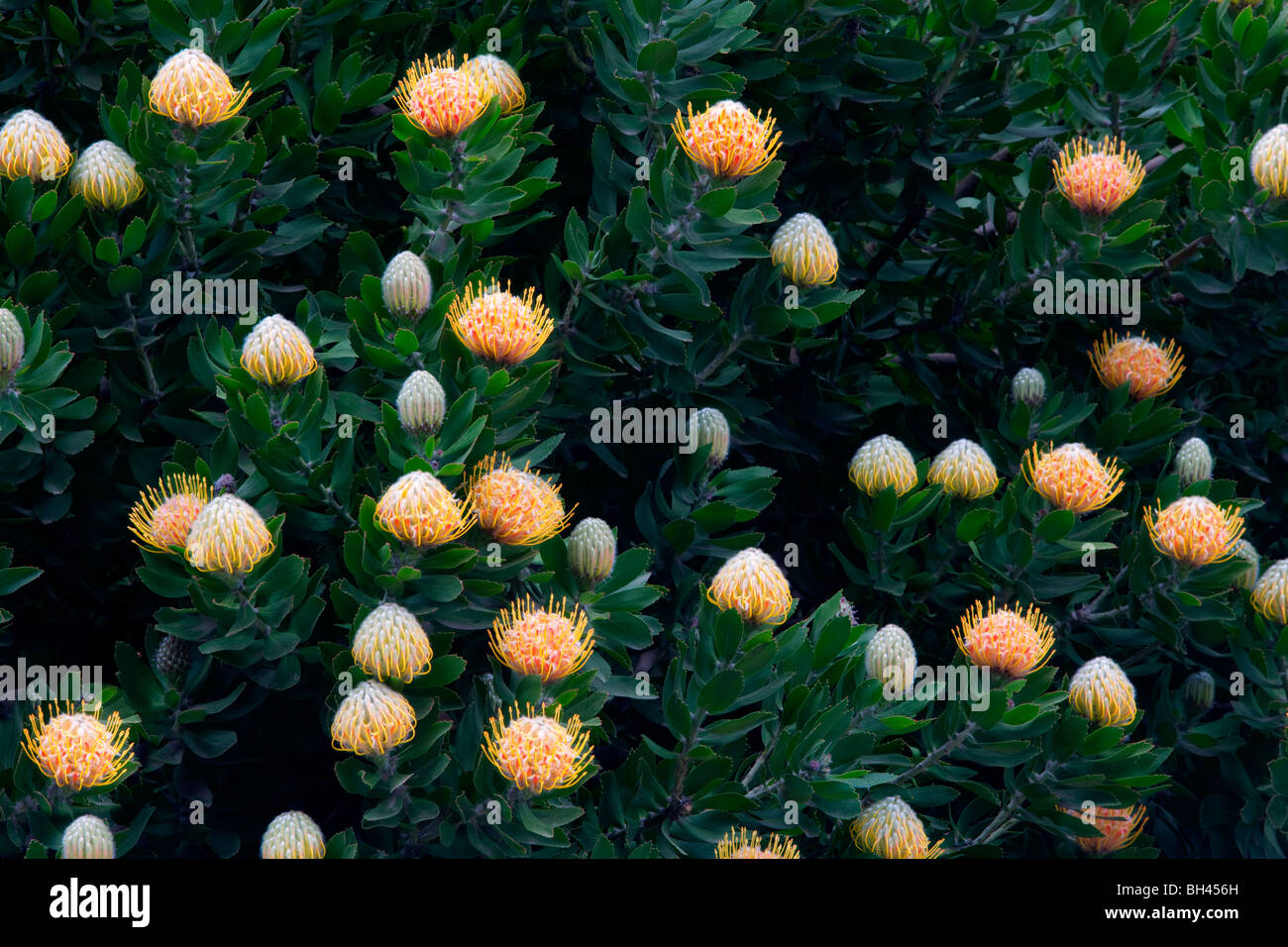 Protea tree hi-res stock photography and images - Alamy