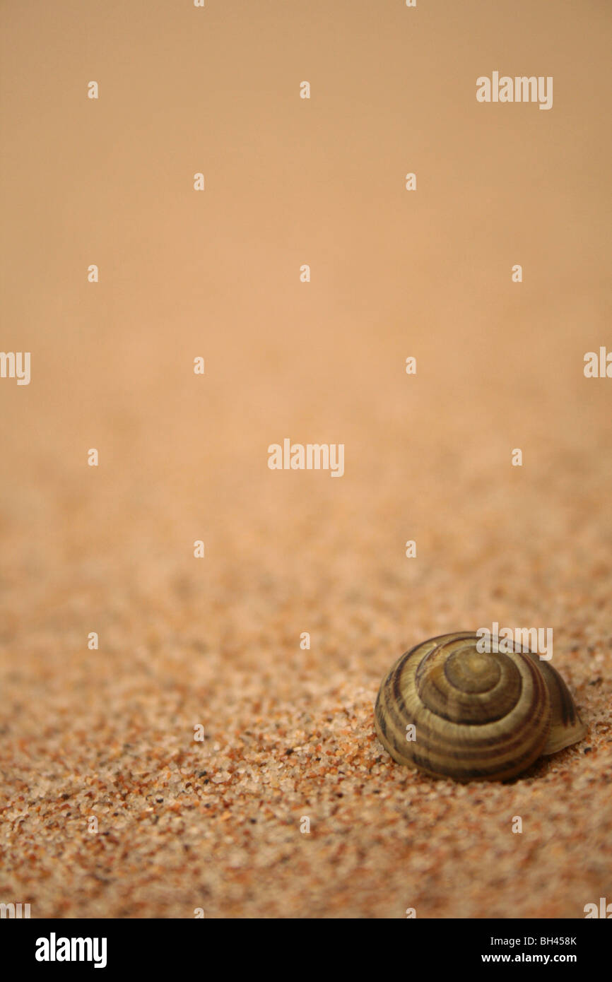 A sea shell lying in the sand Stock Photo - Alamy