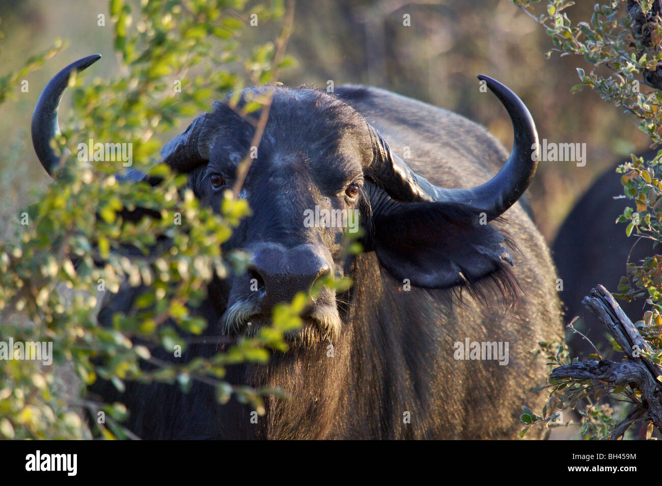 Female cape buffalo (syncerus caffer) in evening sun Stock Photo - Alamy