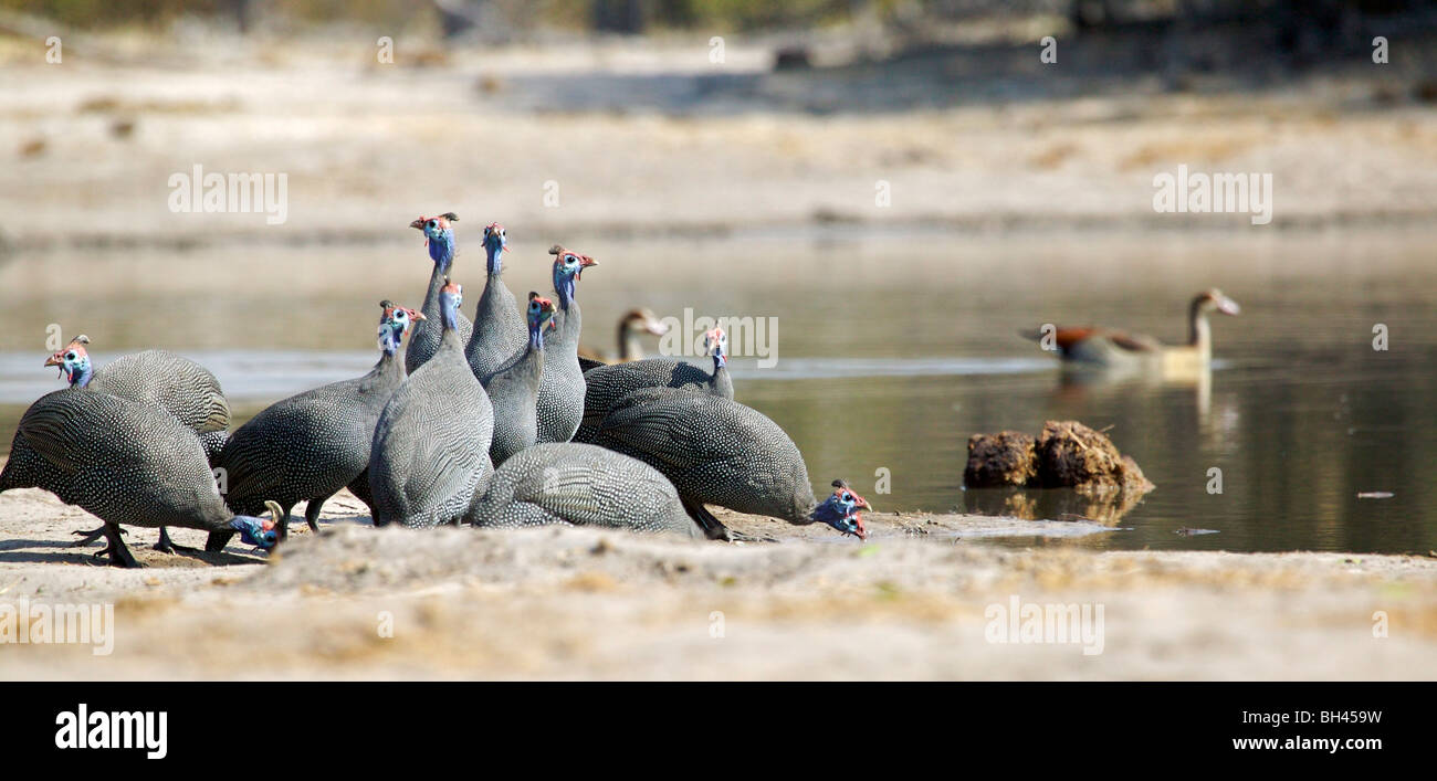 Dozen birds hi-res stock photography and images - Alamy
