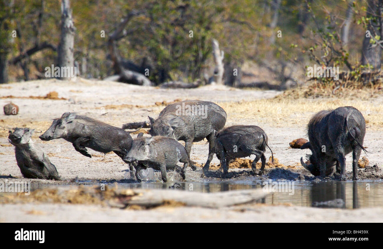 Sounder of startled warthogs (phacochoerus africanus) at watering hole ...