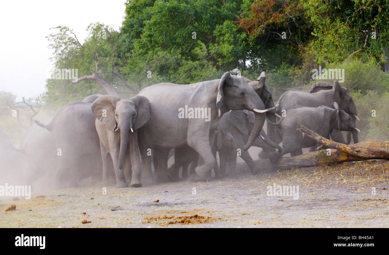 Stampeding elephants hi-res stock photography and images - Alamy