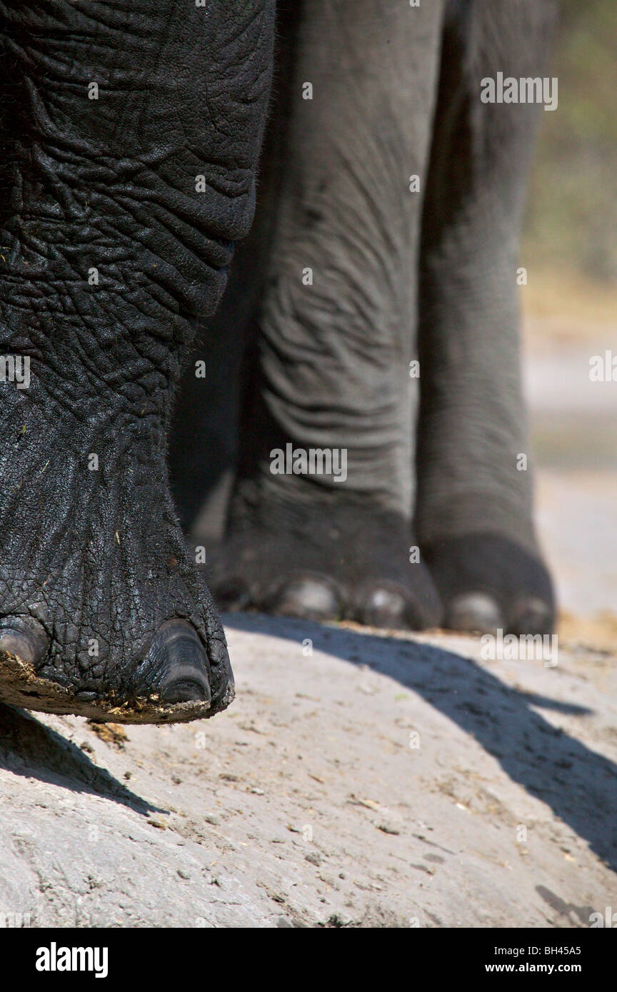 Elephants loxodonta africana animals hi-res stock photography and ...