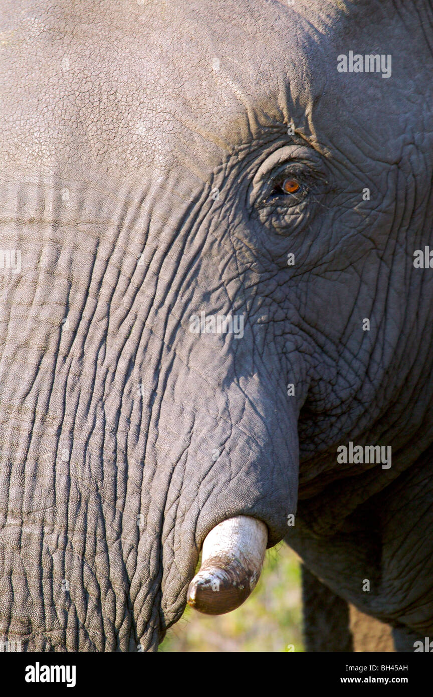 African elephants crops hi-res stock photography and images - Alamy