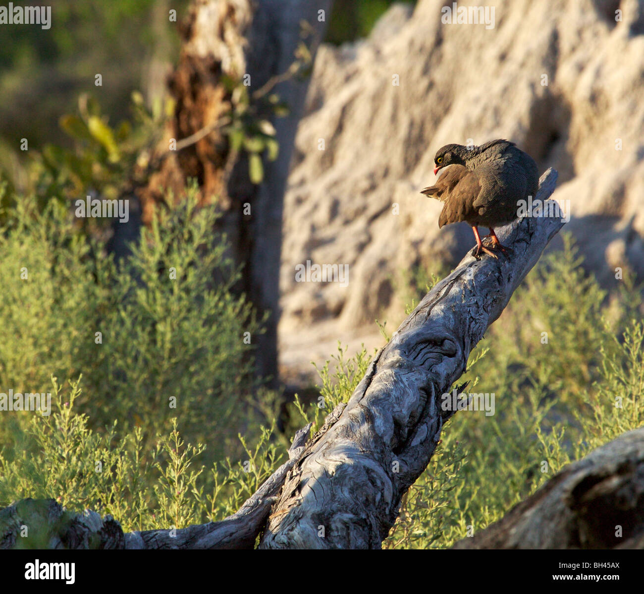Startled birds hi-res stock photography and images - Alamy