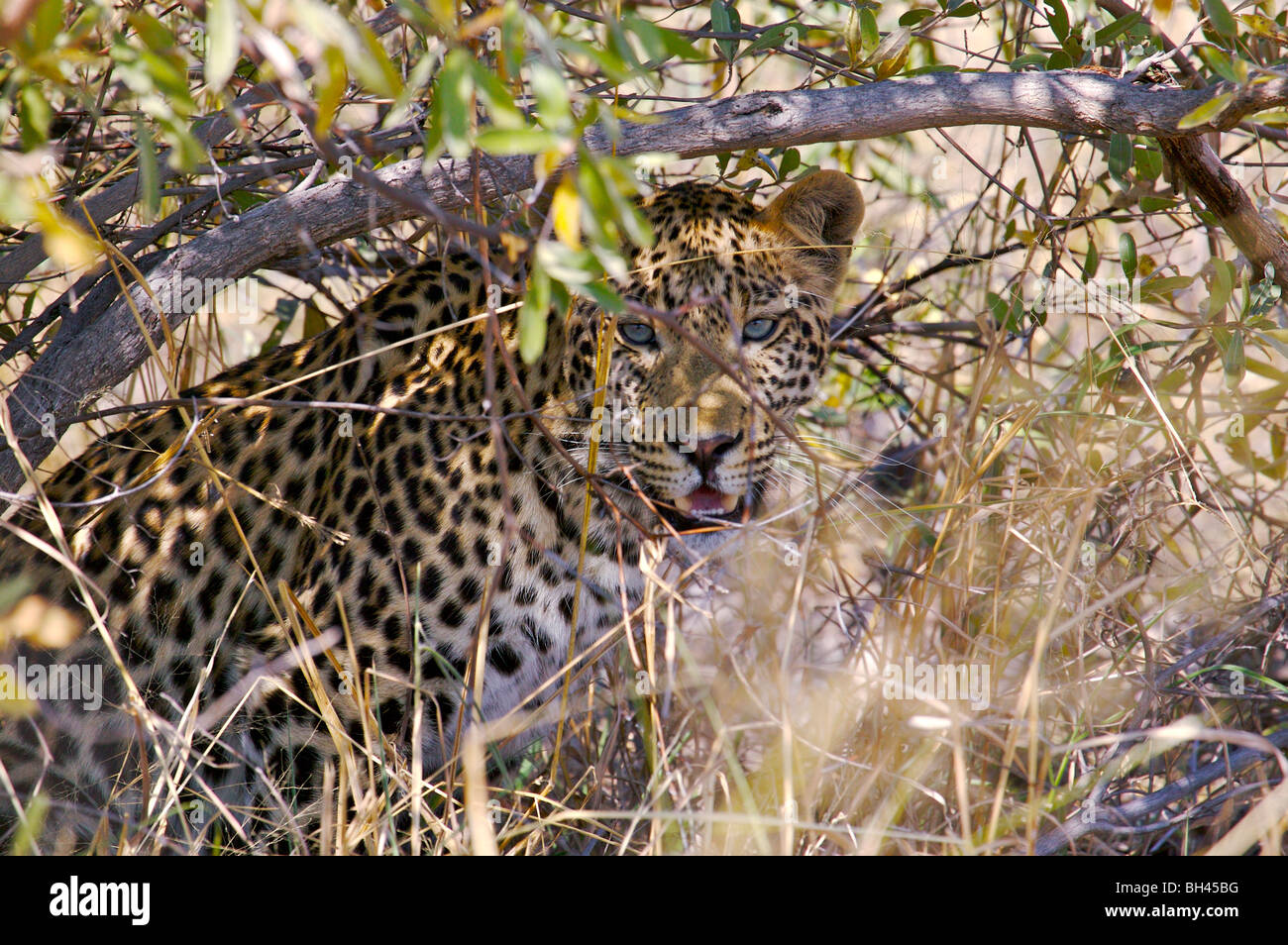 Leopard hiding behind bush hi-res stock photography and images - Alamy