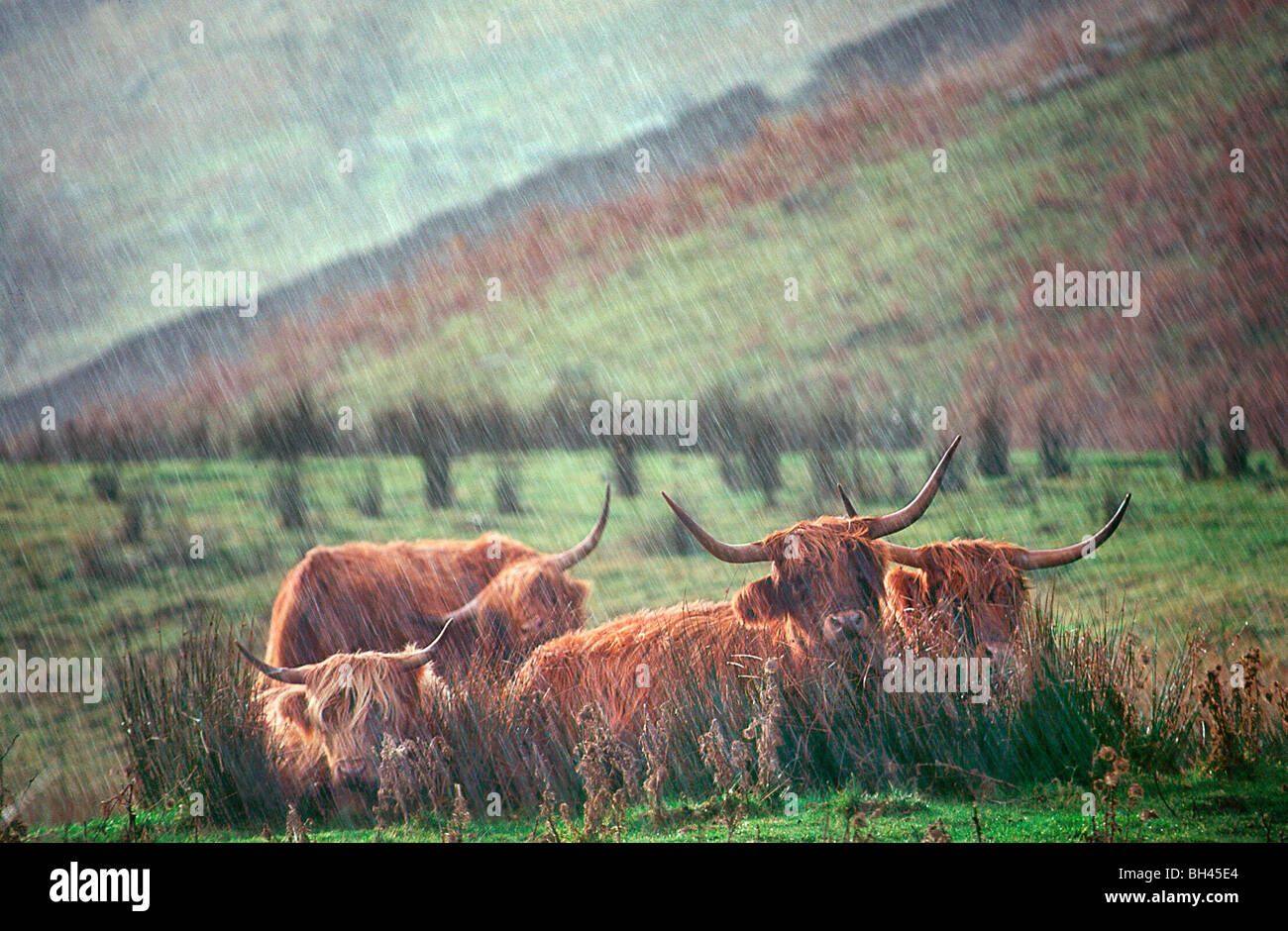 Highland cattle in shaft of light and pouring rain Stock Photo - Alamy