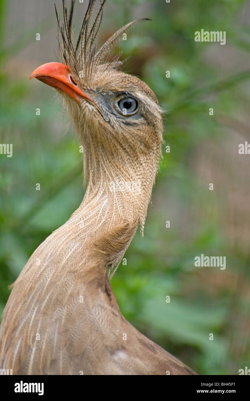 Close-up of red-legged seriema Stock Photo - Alamy