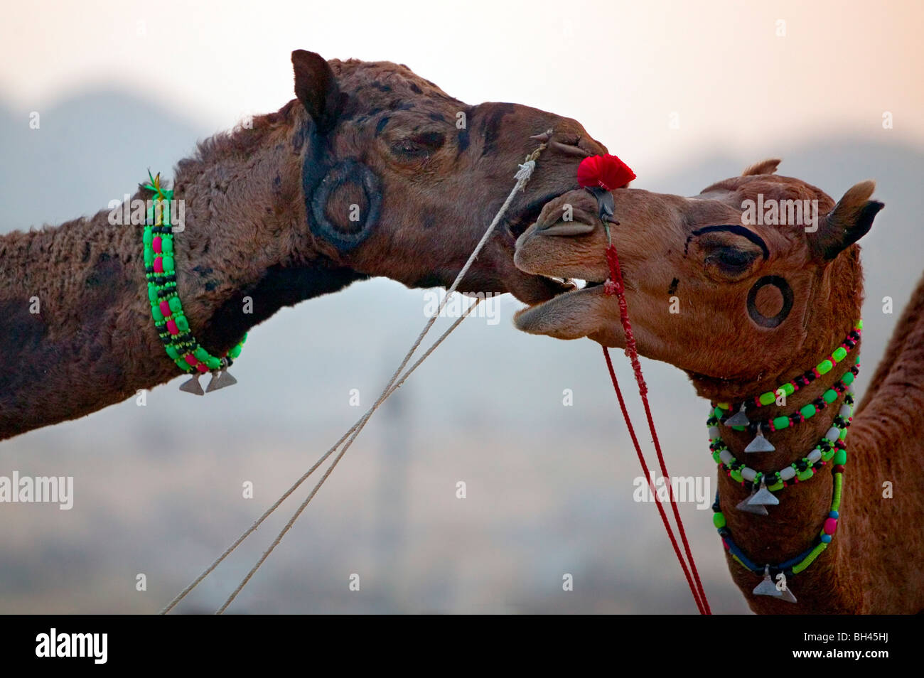 Camels playing at the Pushkar camel fair Stock Photo - Alamy