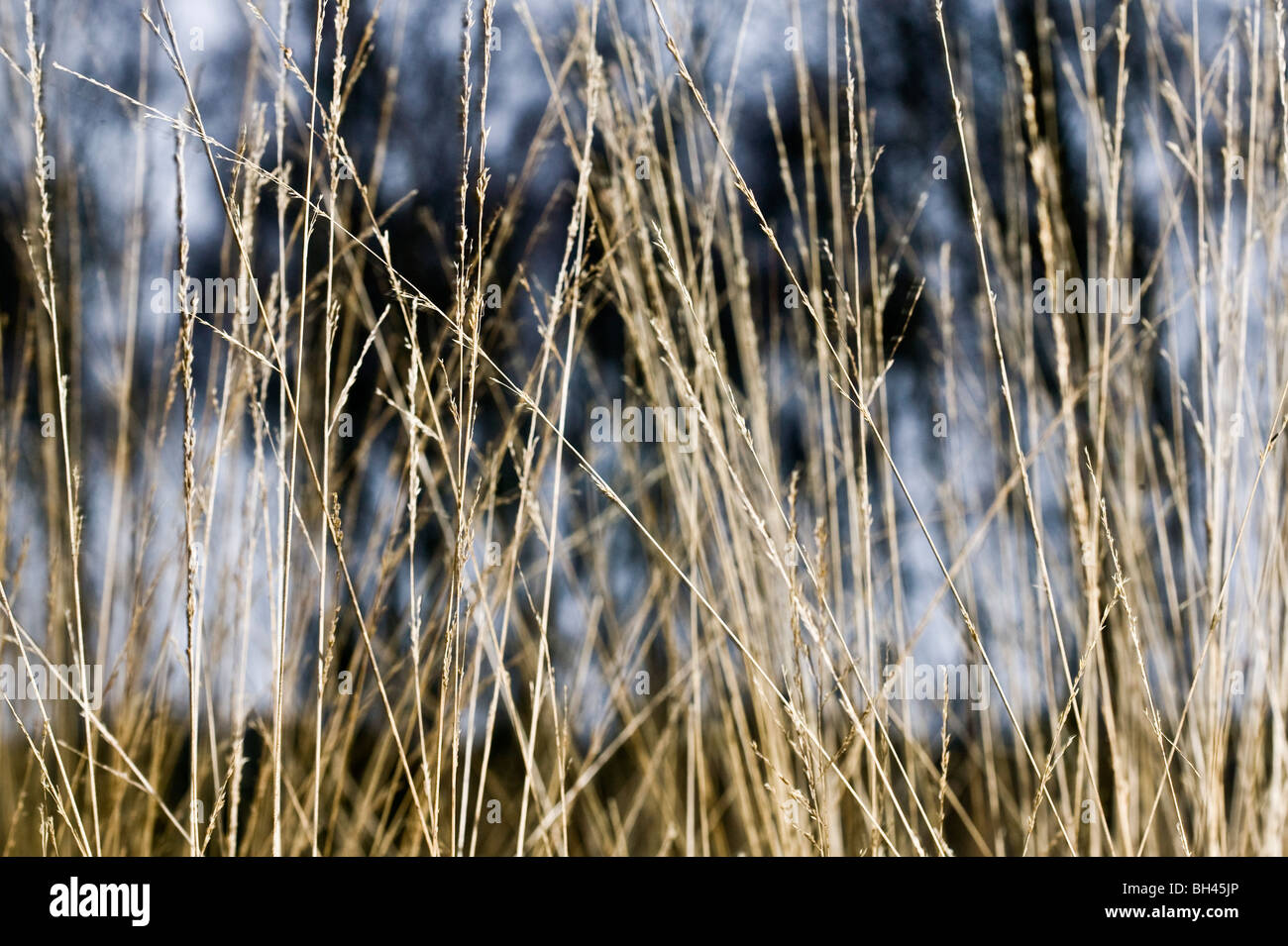Grasses with blurred trees at Iping Common South Downs Stock Photo - Alamy