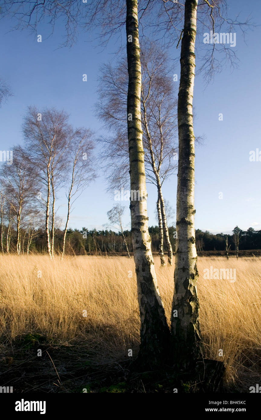 Framed by silver birch trees hi-res stock photography and images - Alamy