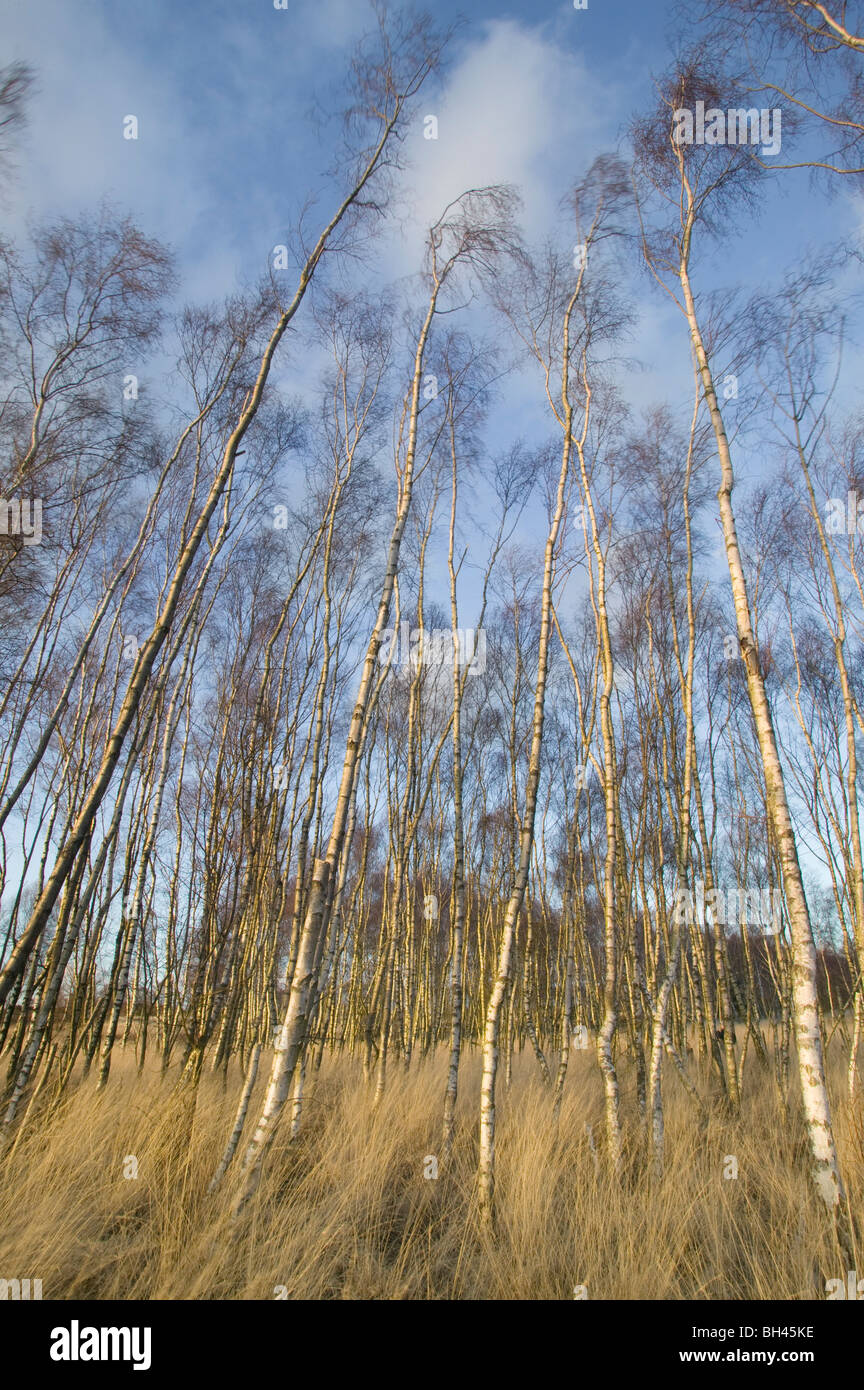 Silver birch trees hi-res stock photography and images - Alamy