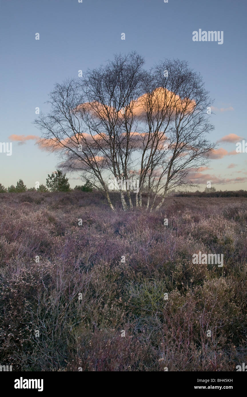 Silver birch trees hi-res stock photography and images - Alamy