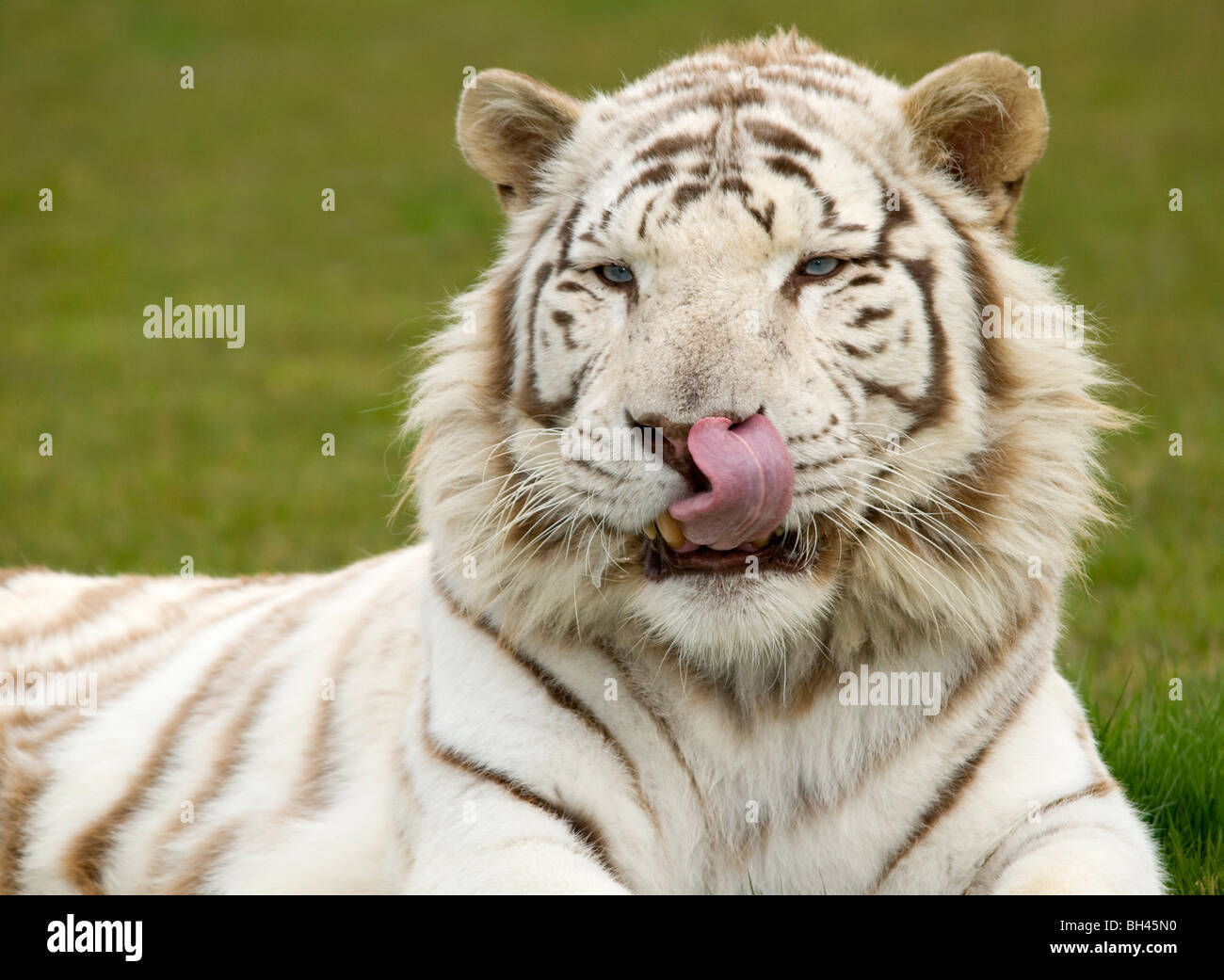White bengal tiger licking lips hi-res stock photography and images - Alamy