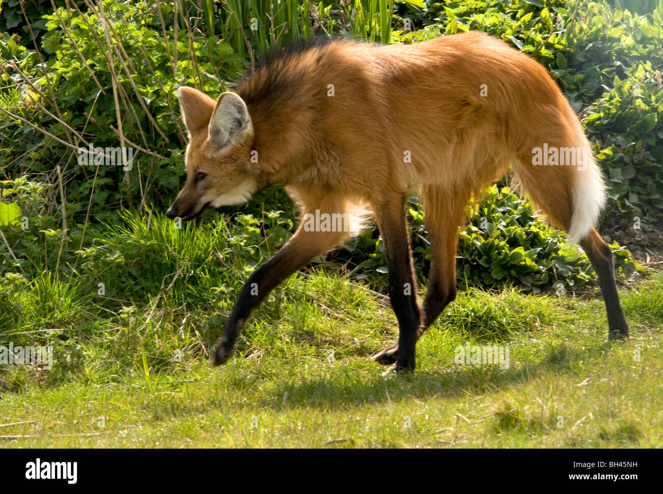 Maned wolf hi-res stock photography and images - Alamy