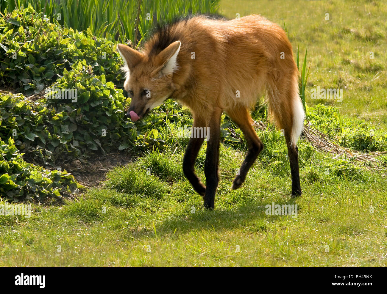 Maned wolf hi-res stock photography and images - Alamy