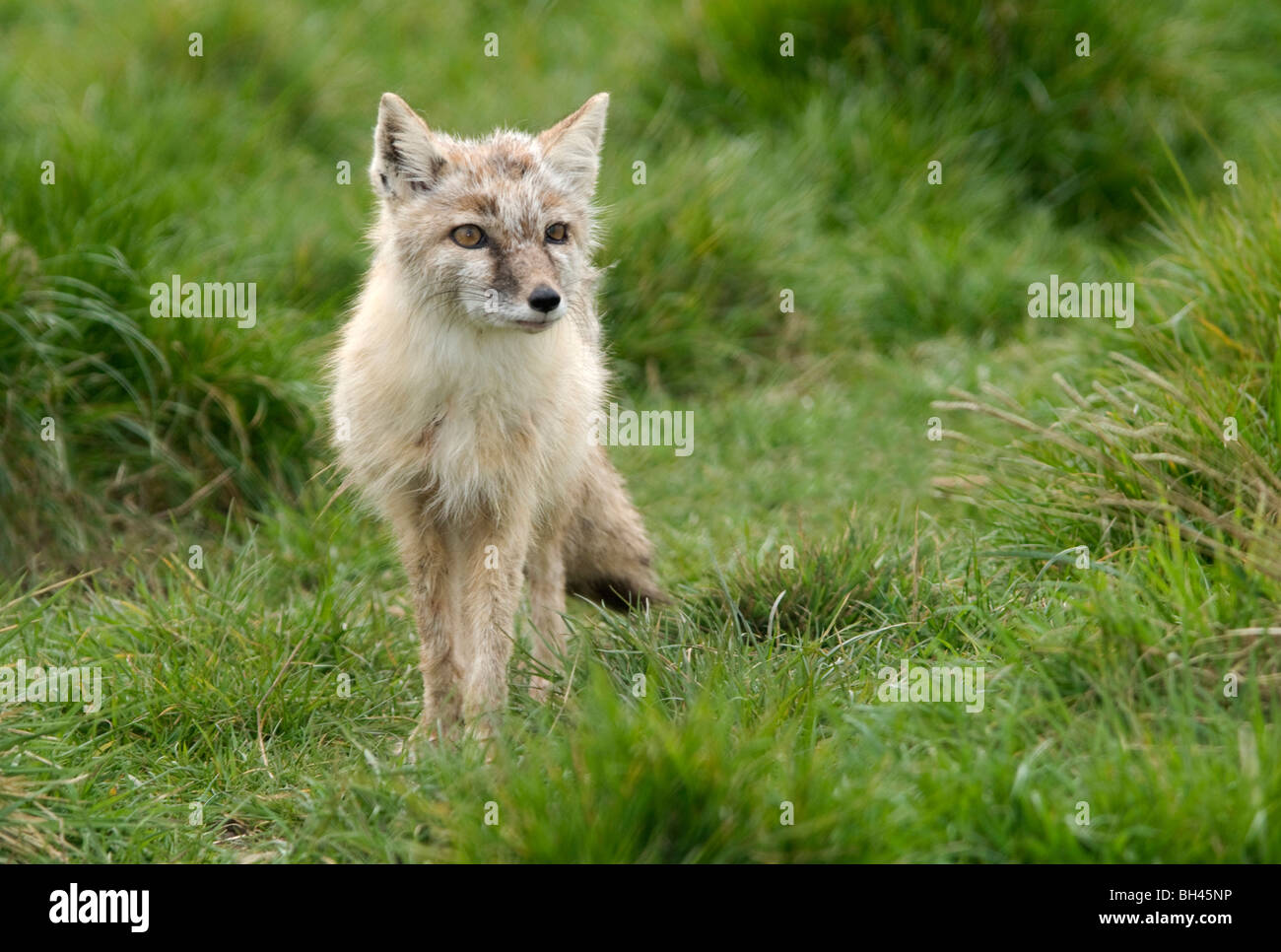 Corsac or Steppe fox (Vulpes corsac). Alert adult Stock Photo - Alamy