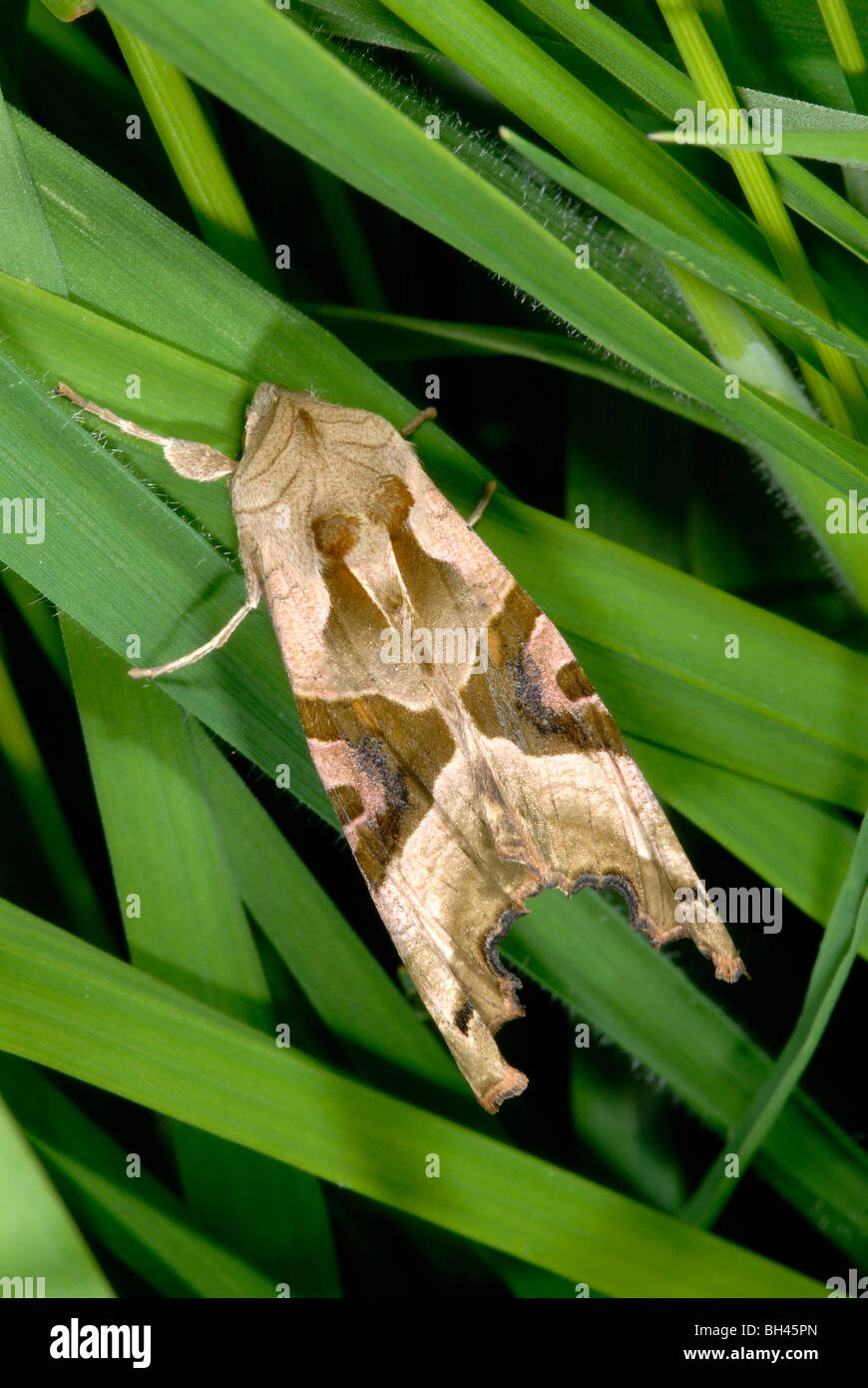 Angle shades moth (Phlogophora meticulosa) at rest in long grass Stock ...