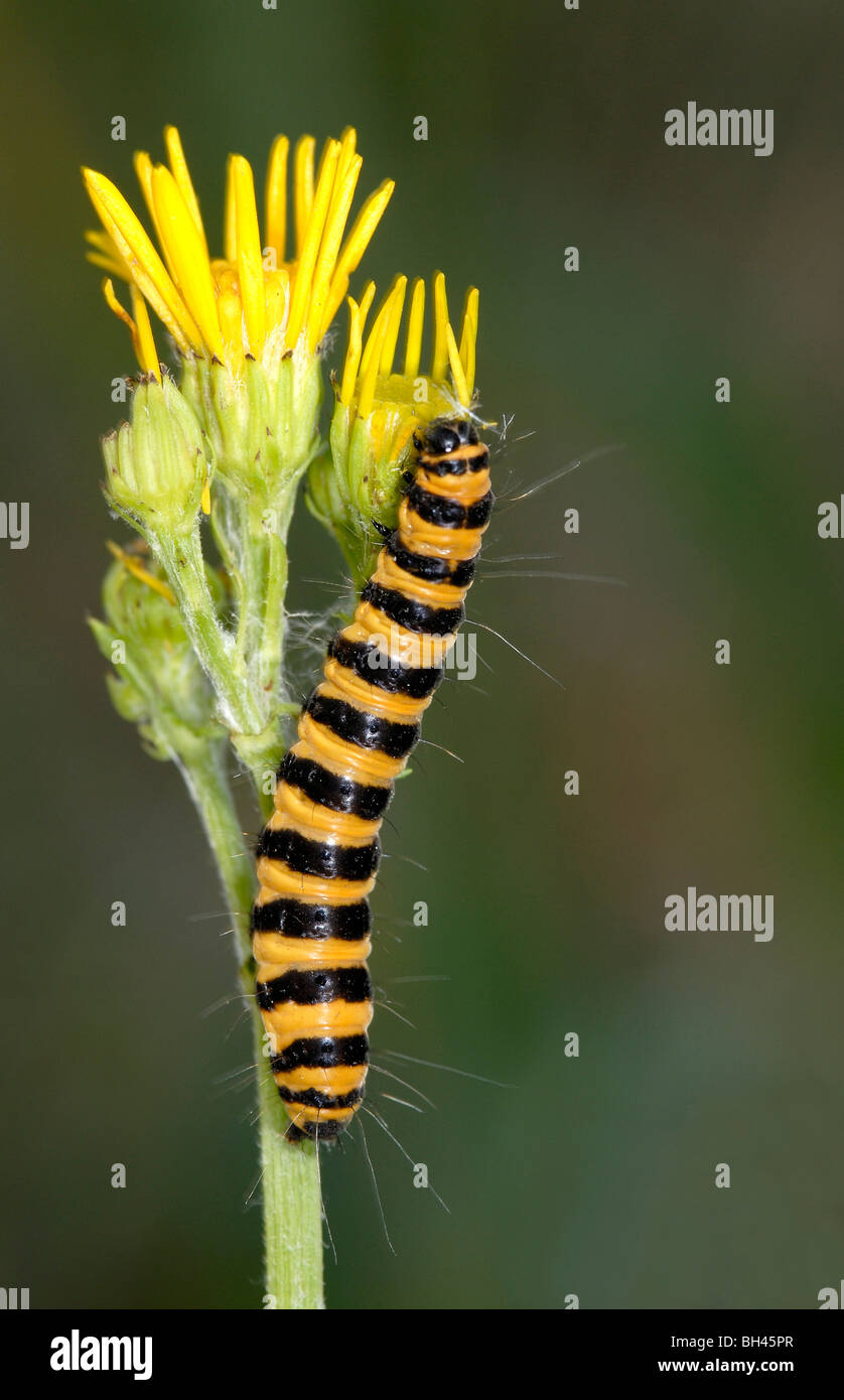 Cinnabar moth (Tyria jacobaeae) larva feeding on ragwort Stock Photo ...