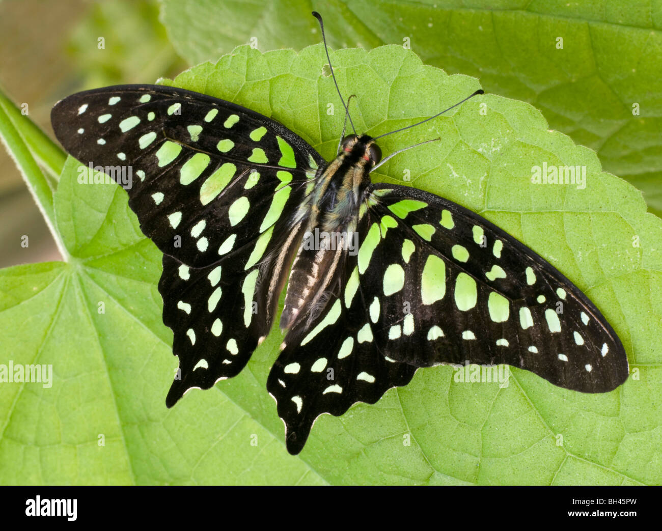 Tailed jay butterfly (Graphium agamemnon). At rest with open wings ...
