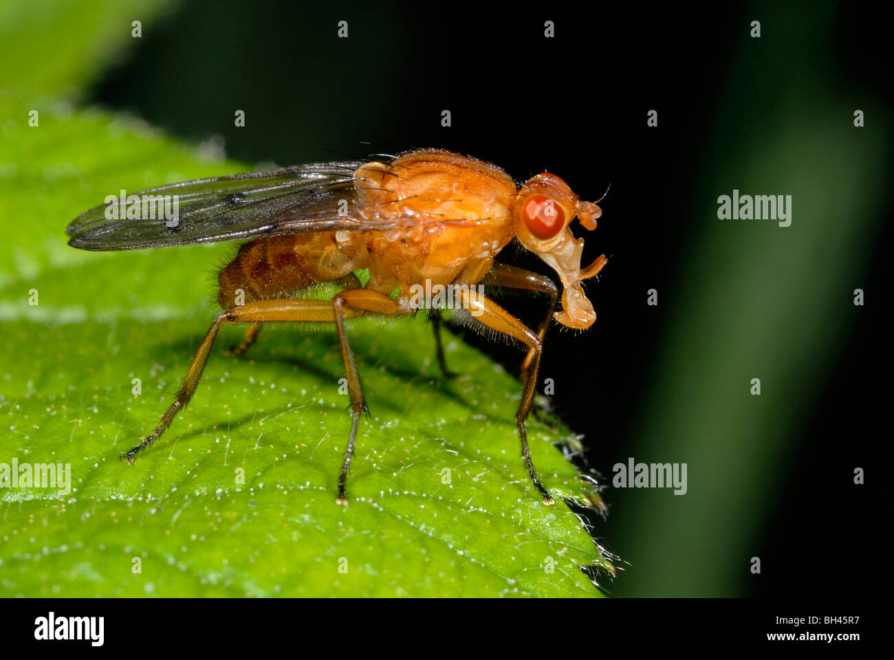Diptera species hi-res stock photography and images - Alamy