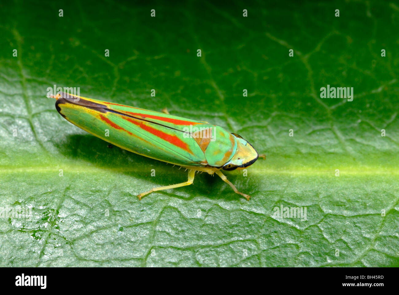 Rhododendron leafhopper (Graphocephala fennahi) at rest on rhododendron ...