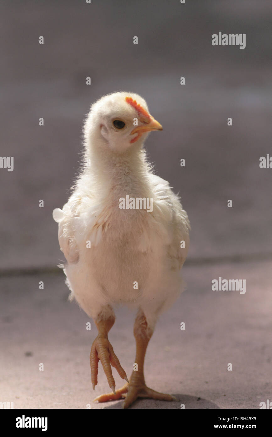 Dutch bantam hi-res stock photography and images - Alamy