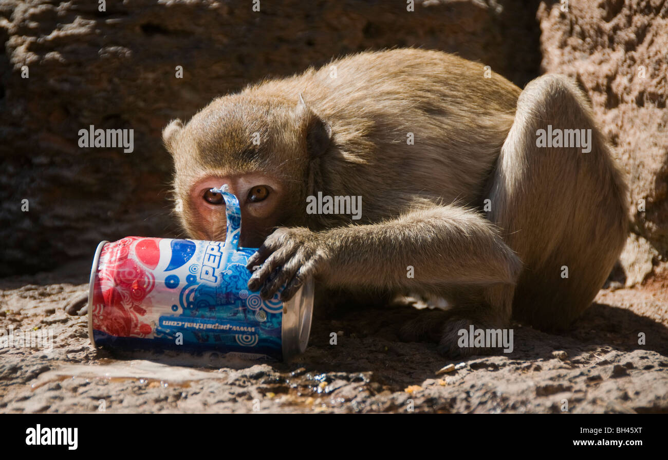 monkey drinking a cola at the Monkey Banquet Festival in Lopburi ...