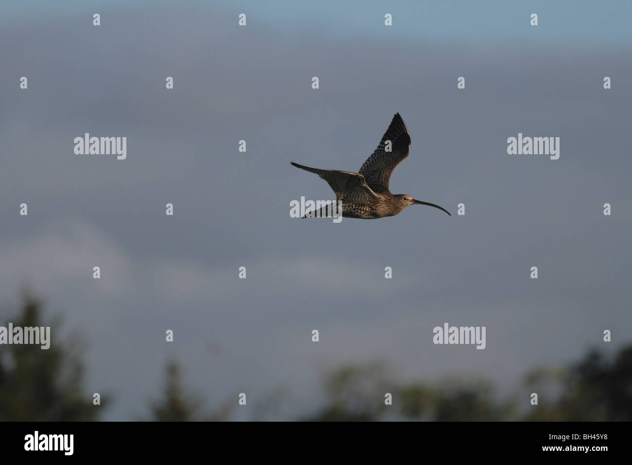 Curlew in flight hi-res stock photography and images - Alamy