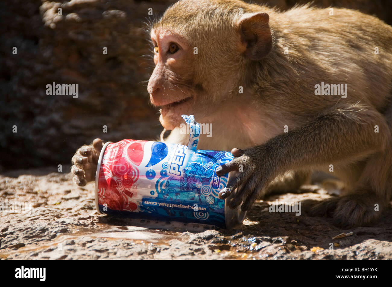 monkey drinking a cola at the Monkey Banquet Festival in Lopburi ...