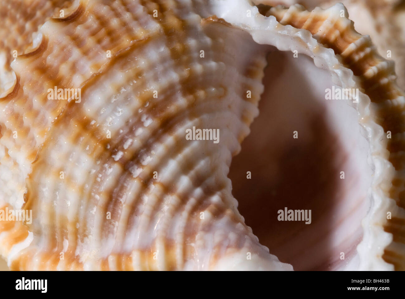 Close up abstract of shell pattern and texture Stock Photo - Alamy