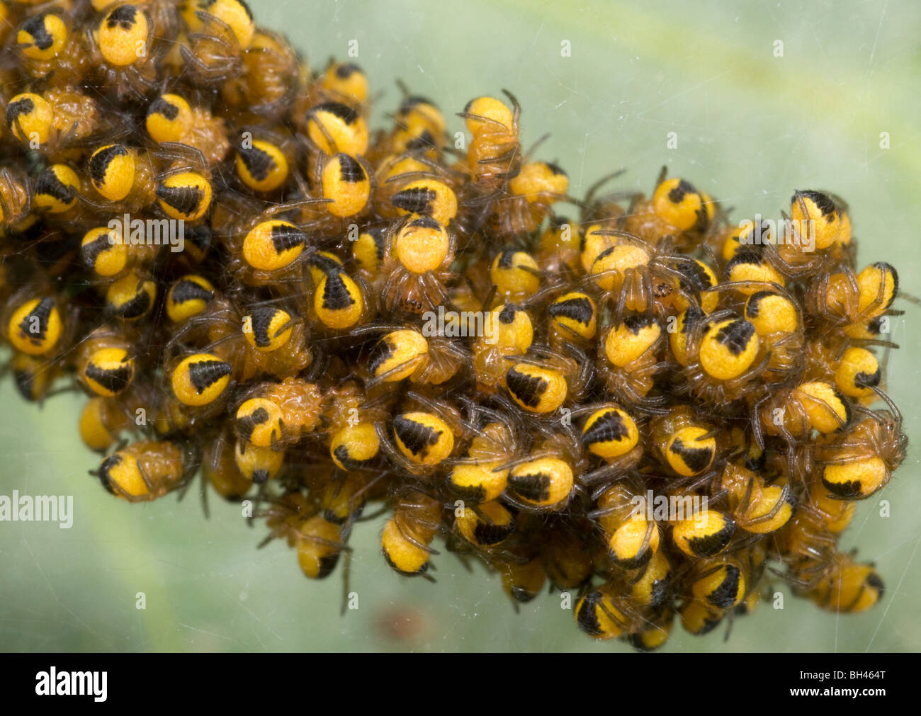 Garden spider (Araneus diadematus). Close up of spiderlings suspended ...
