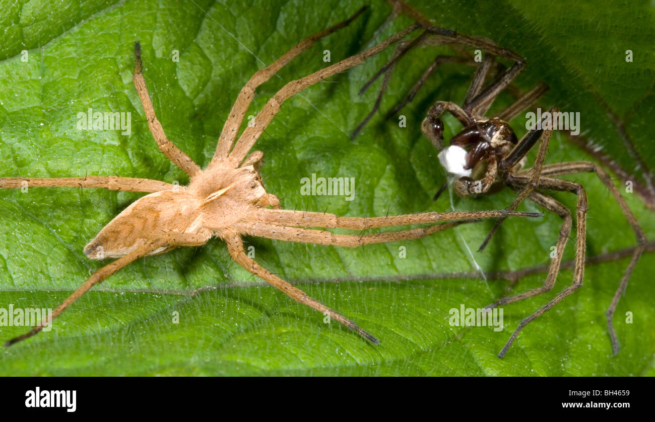 Pisaura mirabilis gift hi-res stock photography and images - Alamy